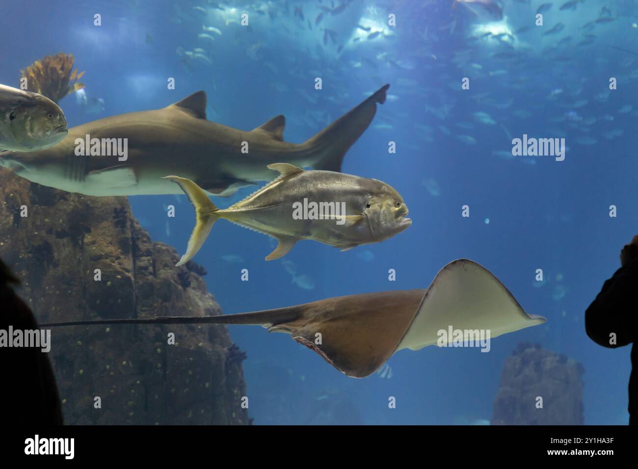 Shark stingray and fish swimming in a large aquarium close to the glass ...