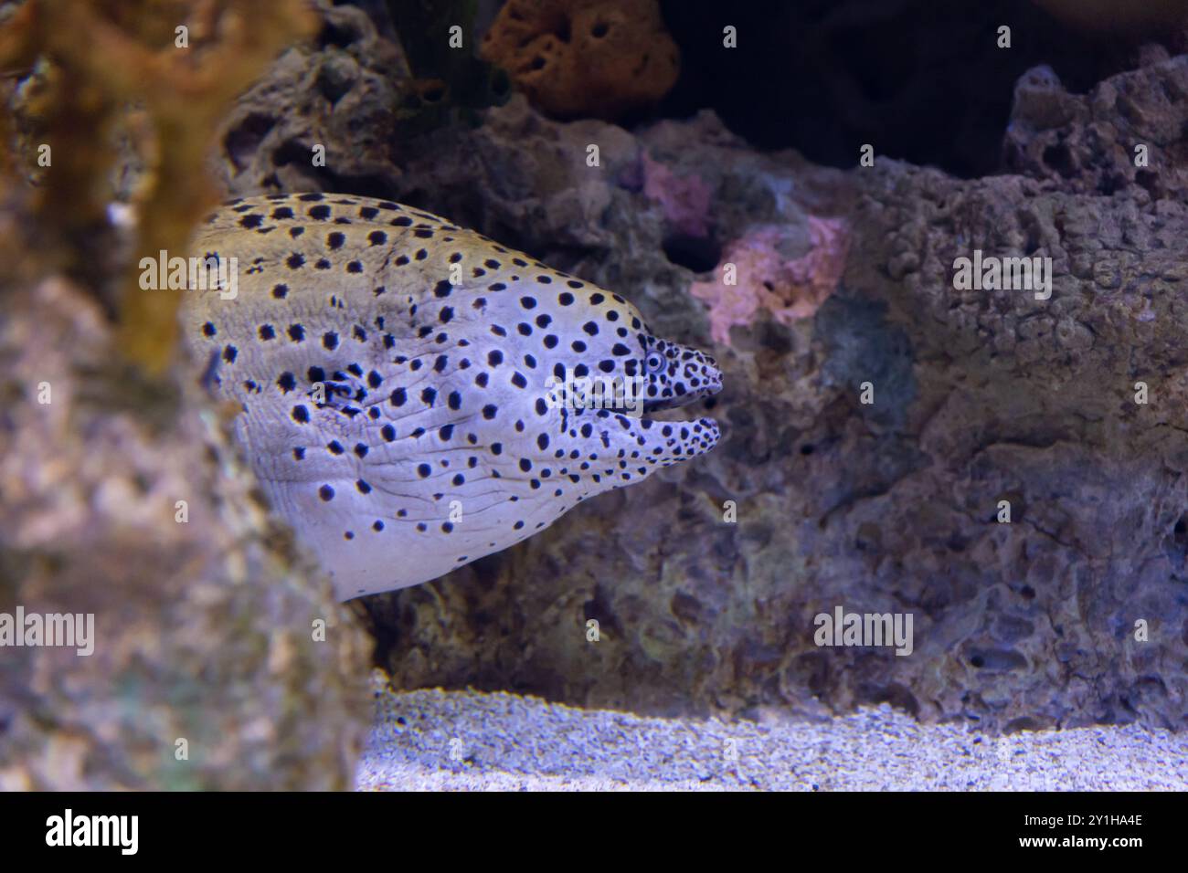 Spotted moray eel in the aquarium of lisbon oceanarium Stock Photo - Alamy