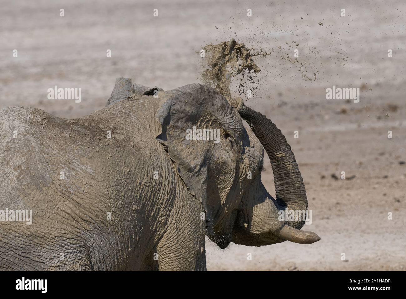 Large bull African elephant (Loxodonta africana) covering itself in mud ...