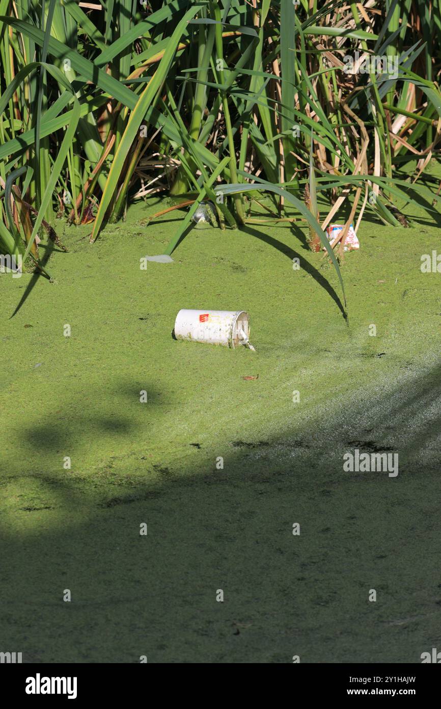 White paper drink cup in canal covered with algal bloom and reeds in ...