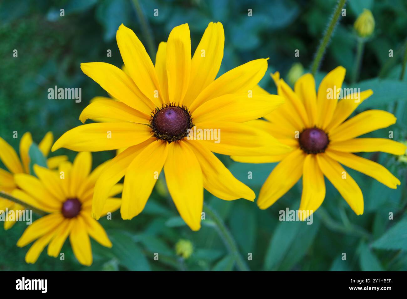 Yellow Rudbeckia Hirta "Indian Summer", Rudbeckia Hirta is a plant ...