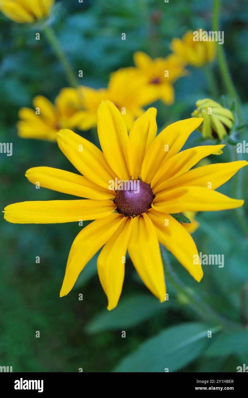 Yellow Rudbeckia Hirta "Indian Summer", Rudbeckia Hirta is a plant ...