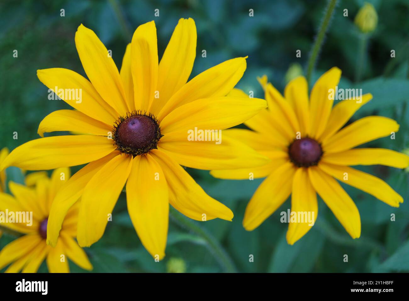 Yellow Rudbeckia Hirta "Indian Summer", Rudbeckia Hirta is a plant ...