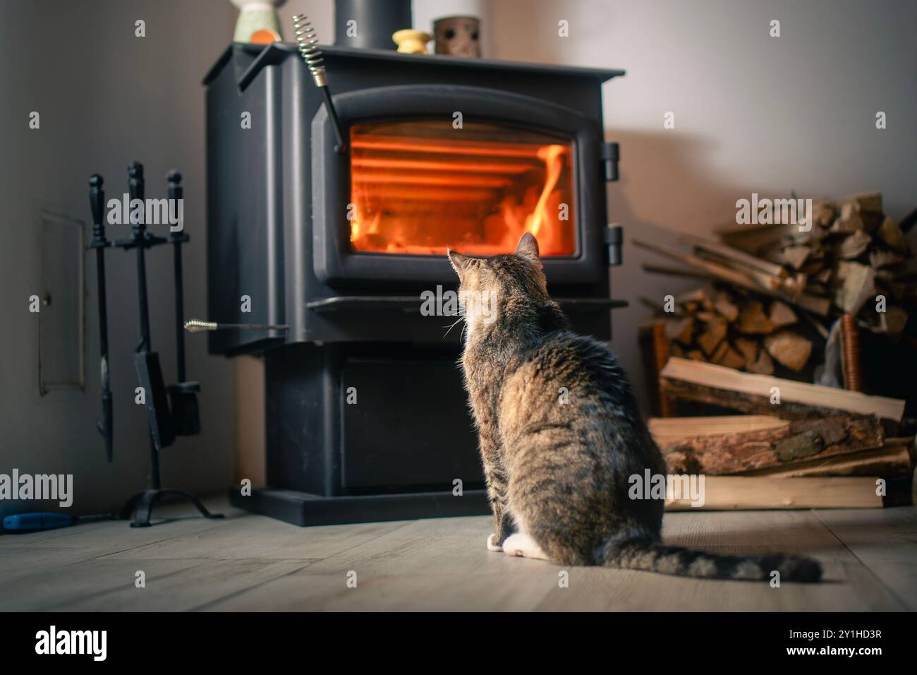 Rear view of domestic cat looking at burning wood in stove at home ...