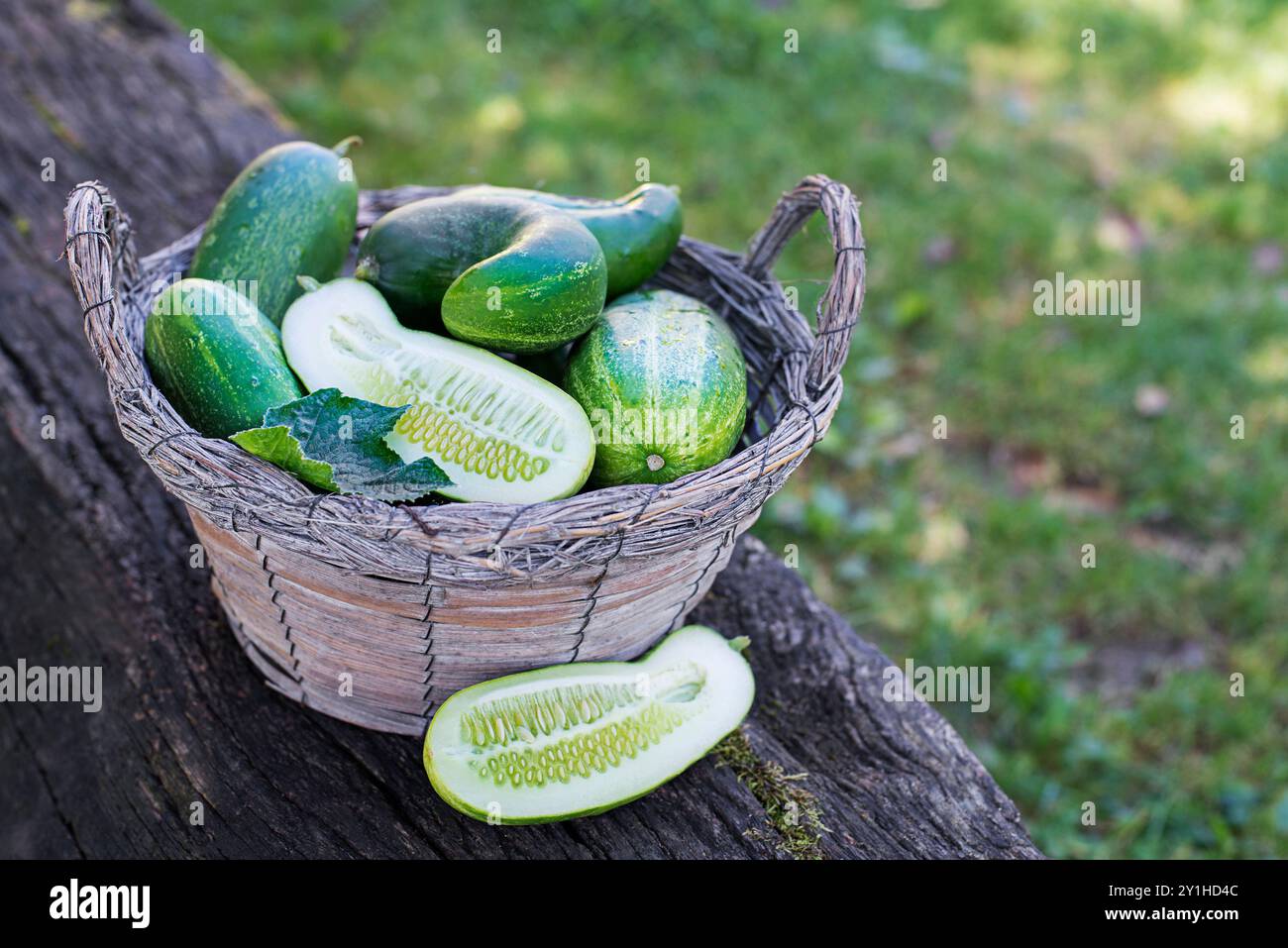 Picking cucumber from the garden. Harvesting cucumber Stock Photo - Alamy