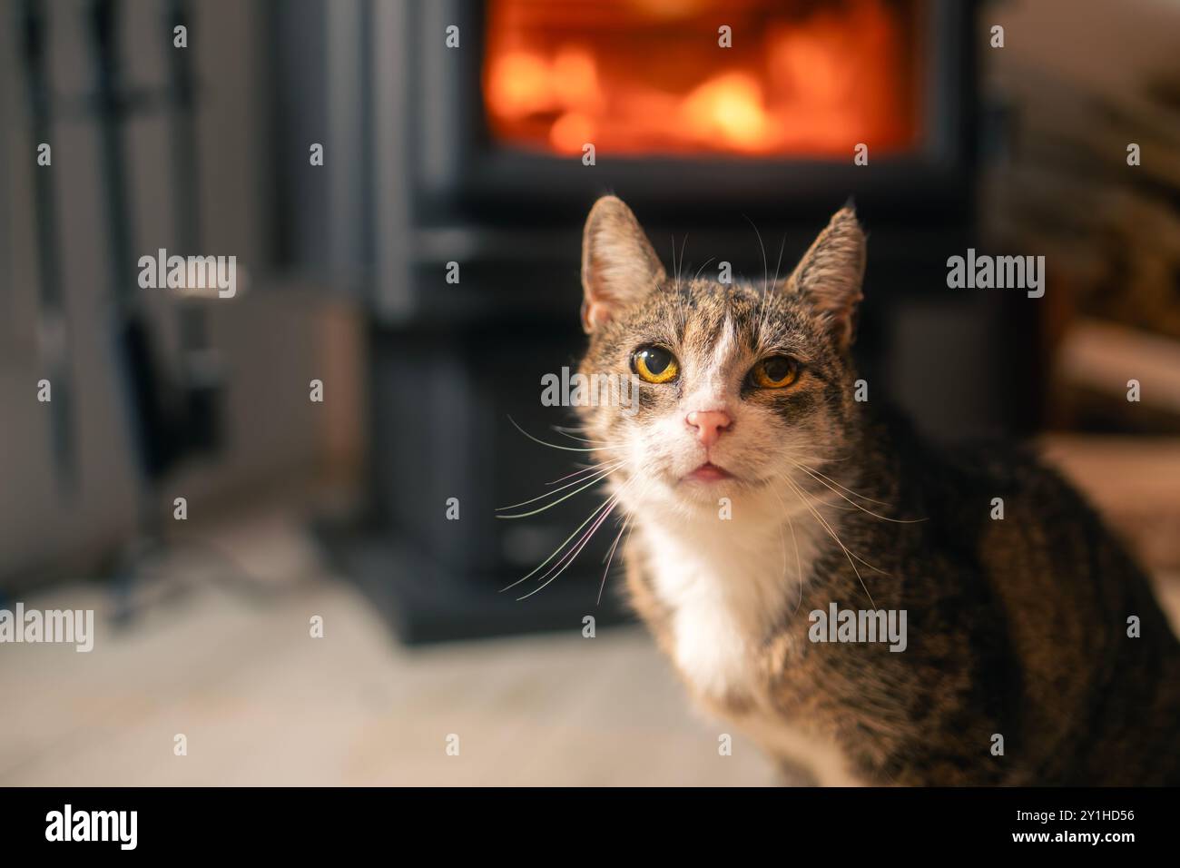 Portrait of domestic cat against burning wood in stove at home Stock ...