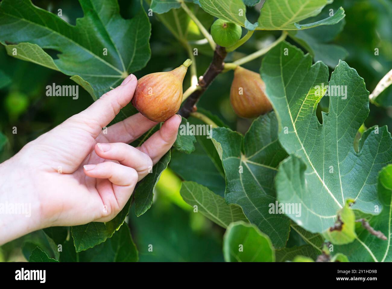 Farmer hand picking figs fruit growing on the branch fig tree in ...