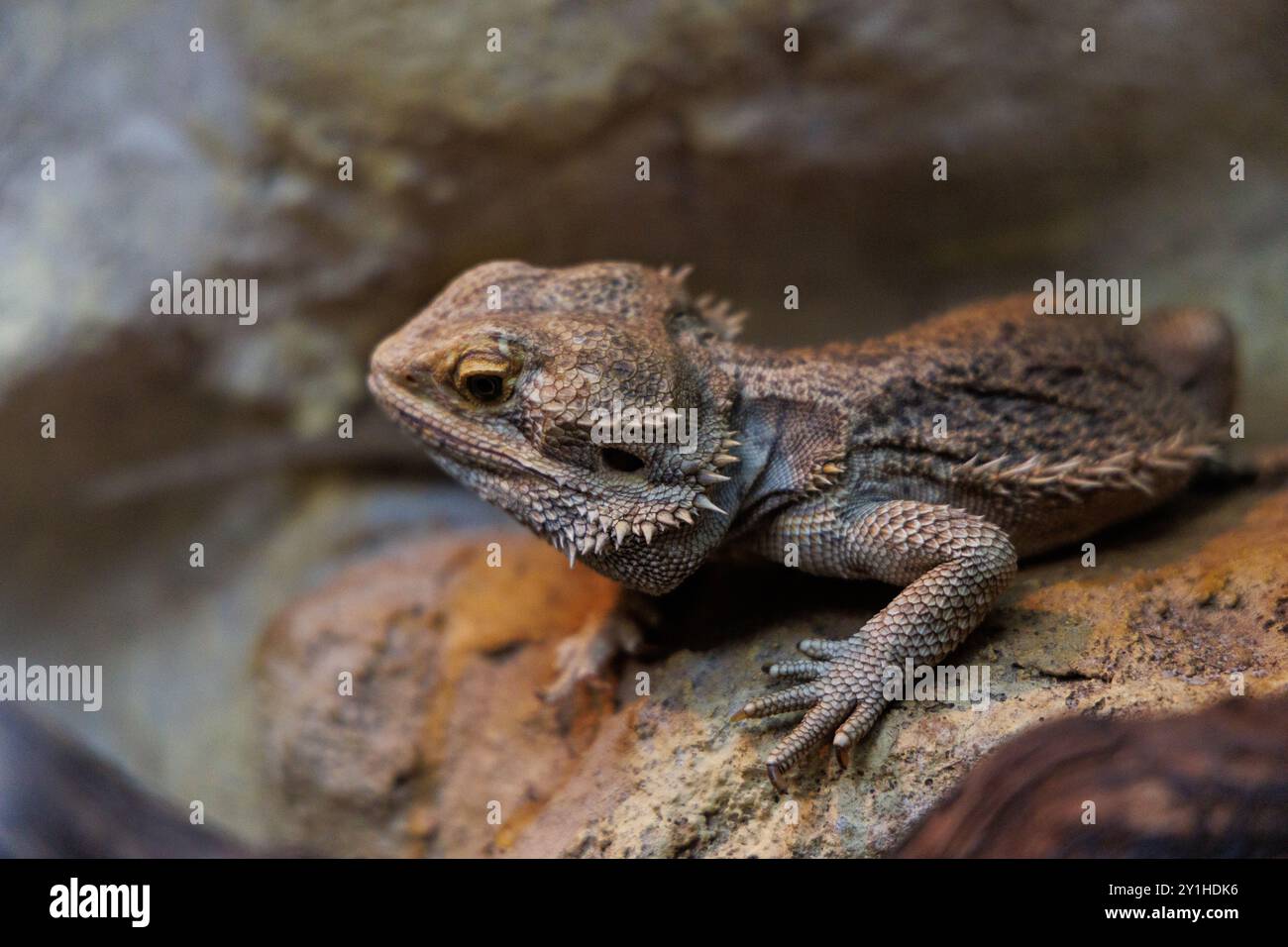 Bearded dragon rests on rock hi-res stock photography and images - Alamy