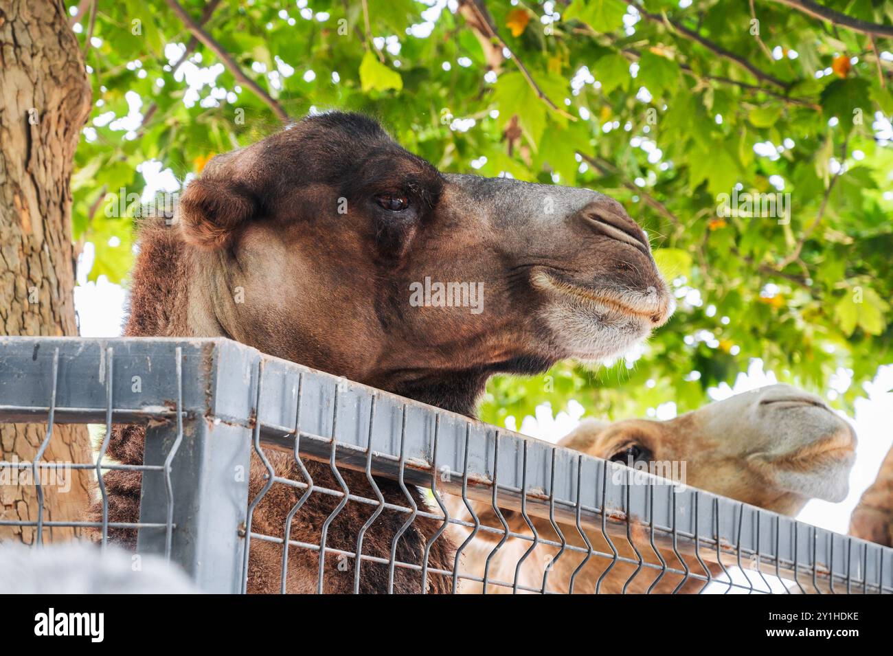 A camel in the zoo. A large adult camel in the enclosure of the city ...