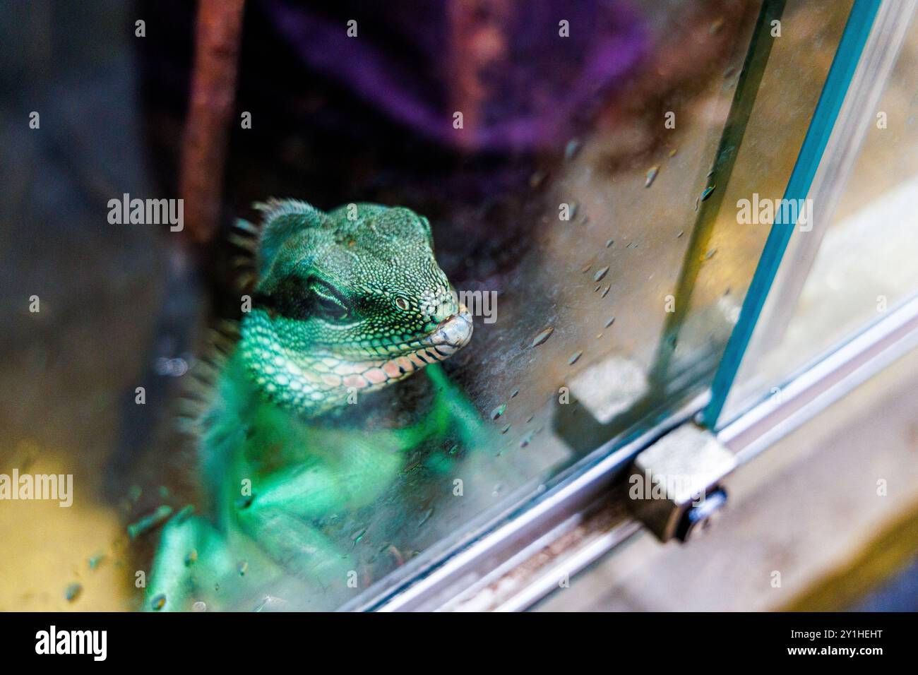 A curious Chinese water dragon, Physignathus cocincinus is peering ...