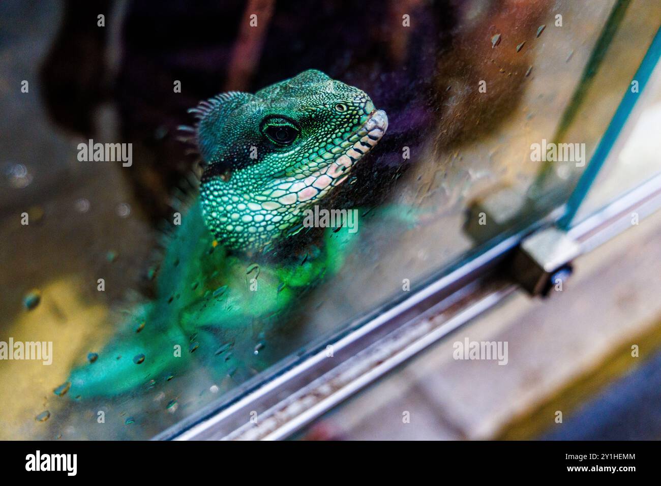 Chinese water dragon, Physignathus cocincinus peers through clear ...