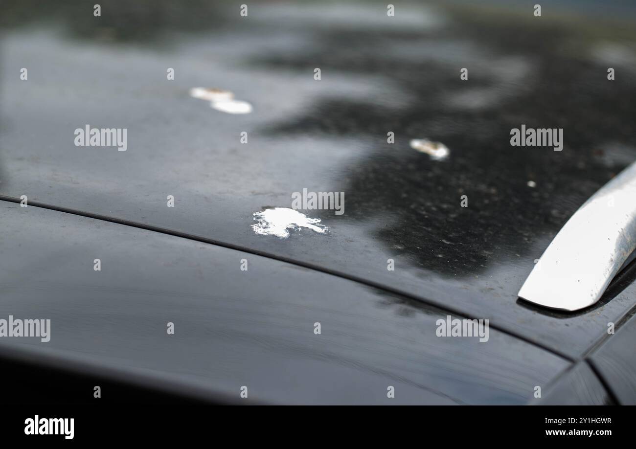 Bird droppings on the paintwork of a gray car. Concept of paint ...