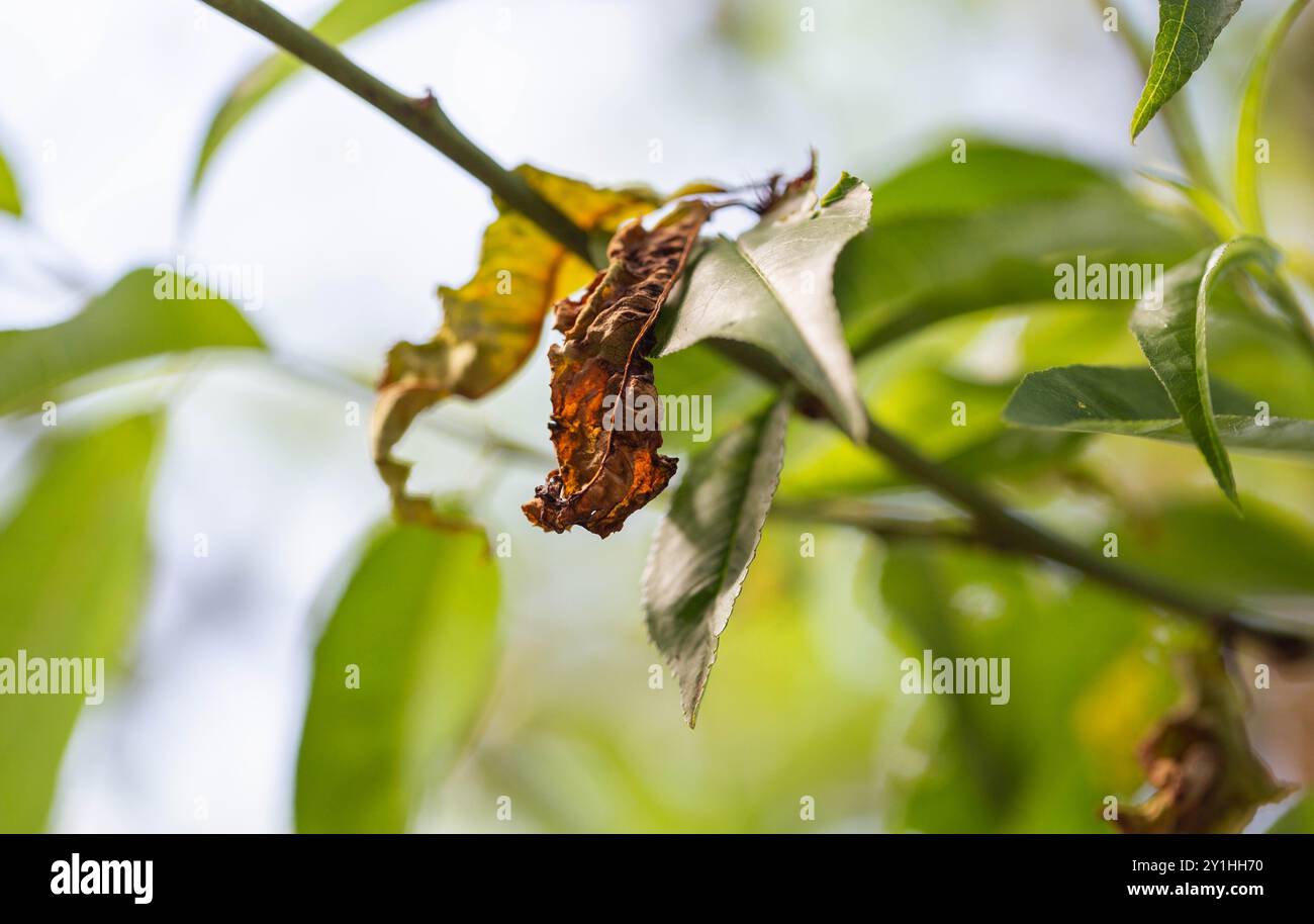 yellow-orange leaves on a fruit tree. Fungal disease concept, powdery ...