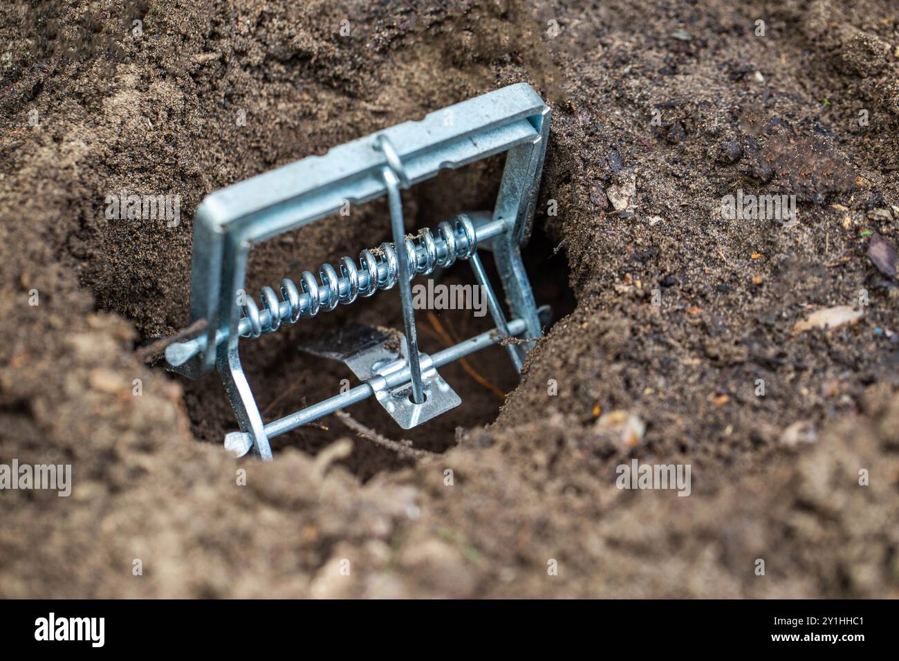 Installing a mole trap in a garden plot in a mole hole Stock Photo - Alamy