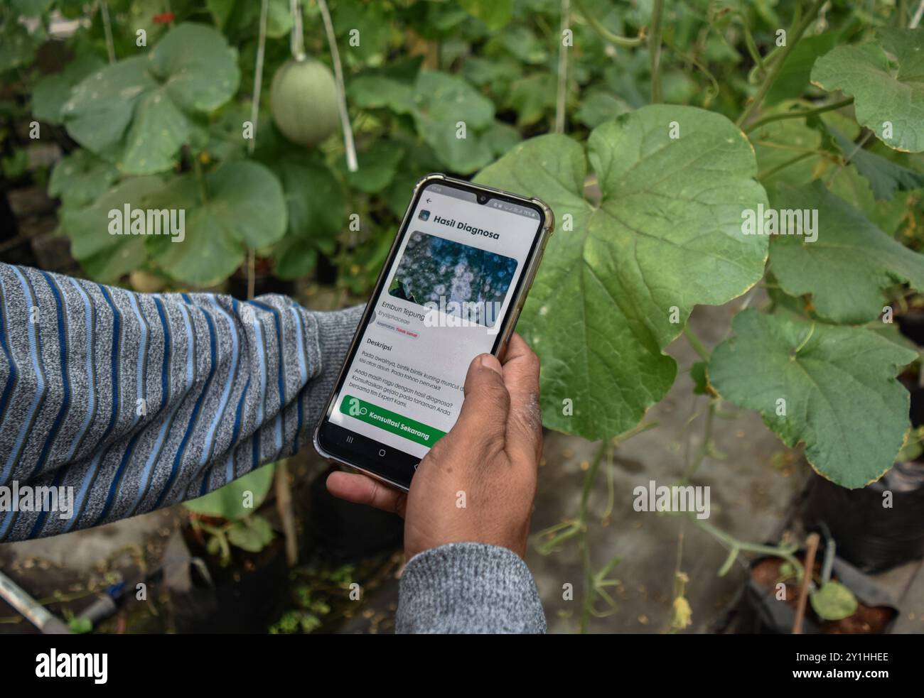 Malang, East Java, Indonesia. 7th Sep, 2024. A farmer take picture a ...