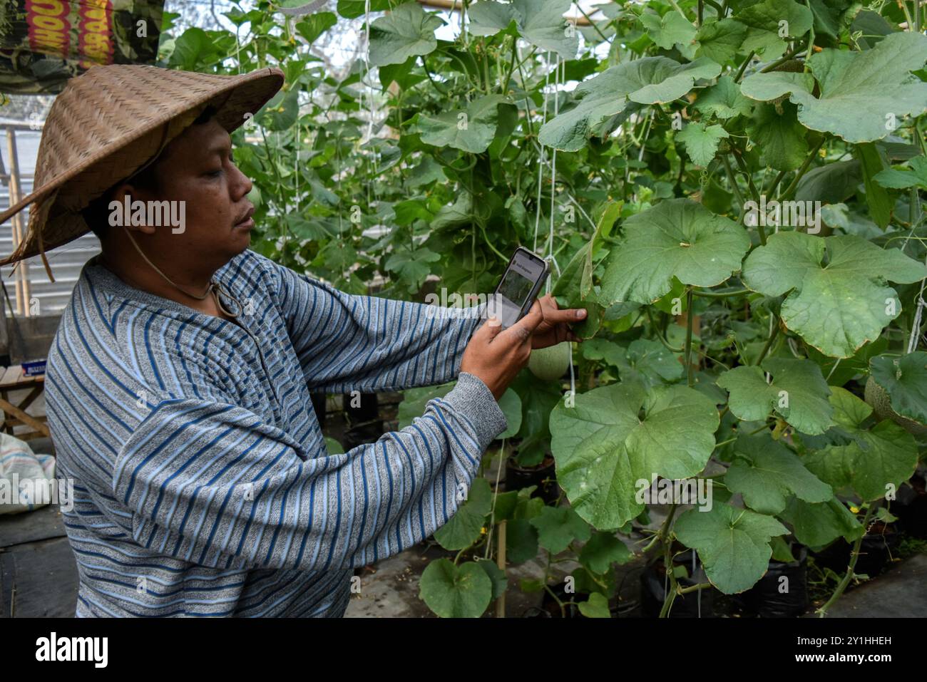 Malang, East Java, Indonesia. 7th Sep, 2024. A farmer take picture a ...