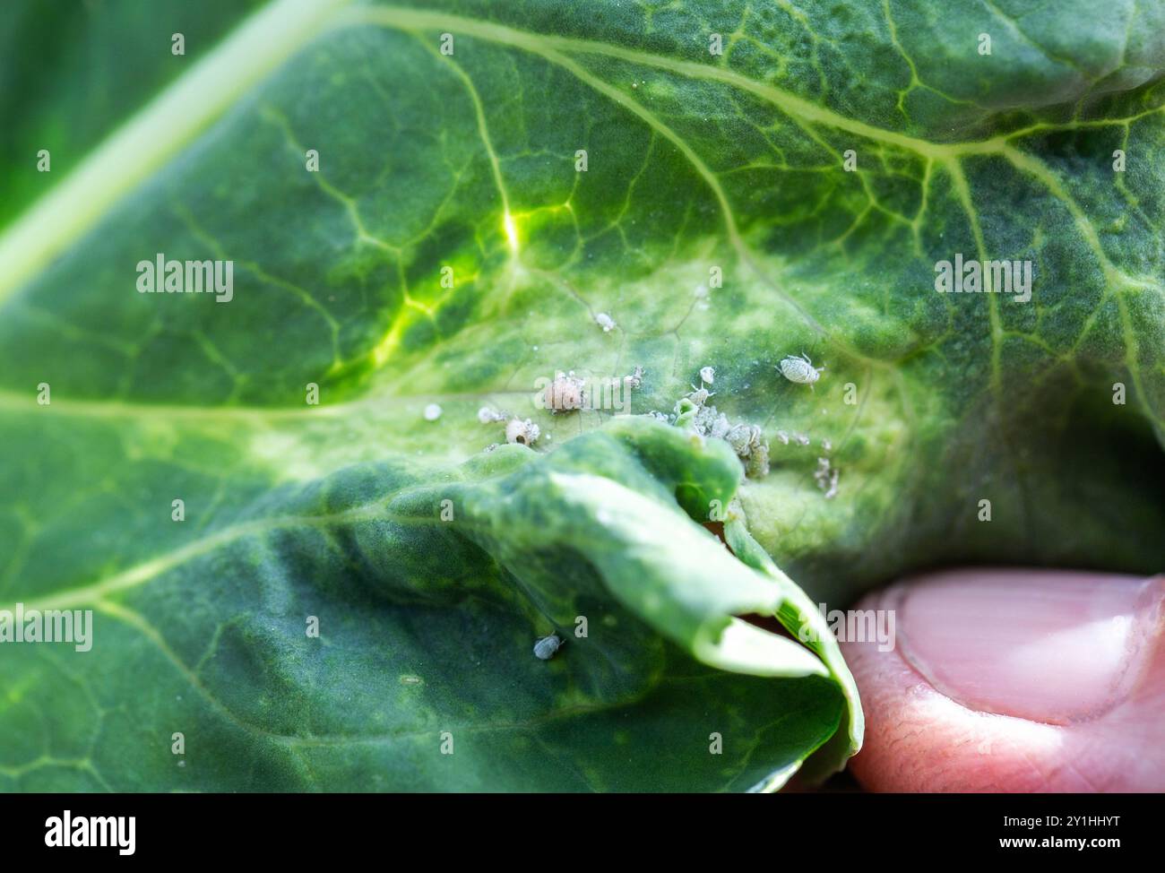 Cabbage aphids on cabbage leaves, macro. Pests and parasites on cabbage ...