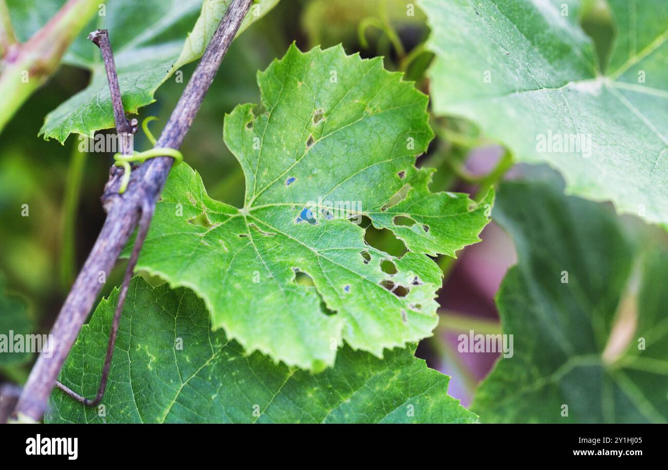 Leaves of a grape plant in a hole, pests and parasites of fruit plants ...
