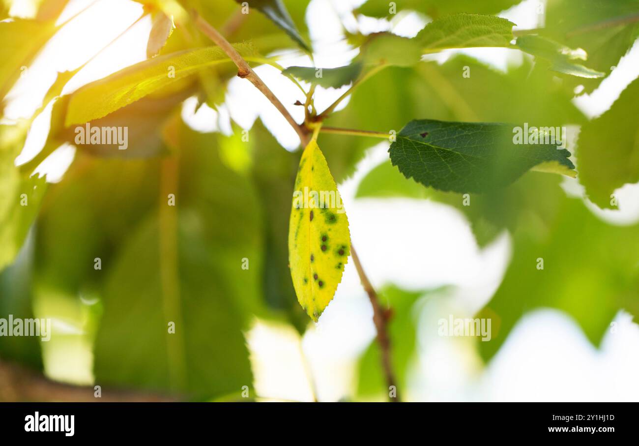 Rust disease on fruit trees hi-res stock photography and images - Alamy