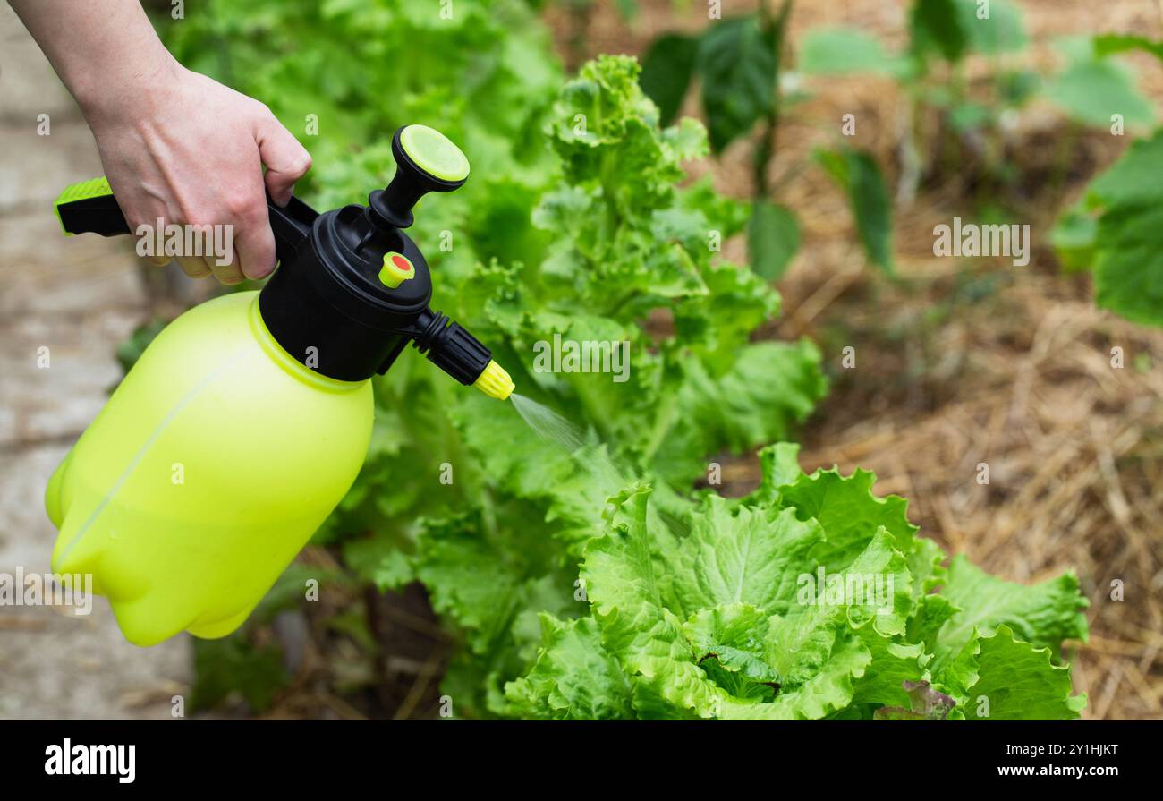 Spraying lettuce in the country from pests and diseases in the summer ...