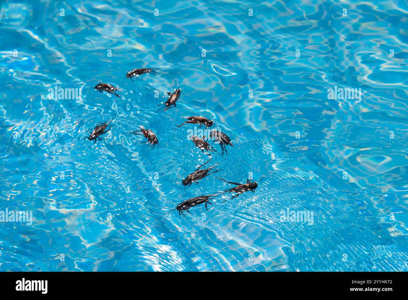 Cockroaches are swimming in the pool Stock Photo - Alamy