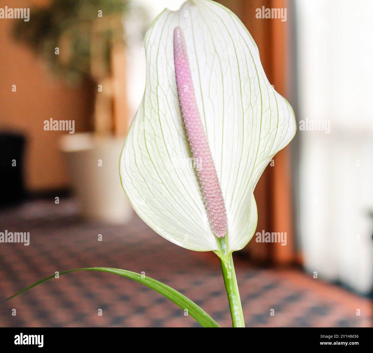 A close-up of a white flower with a long pink spadix and green veins on ...