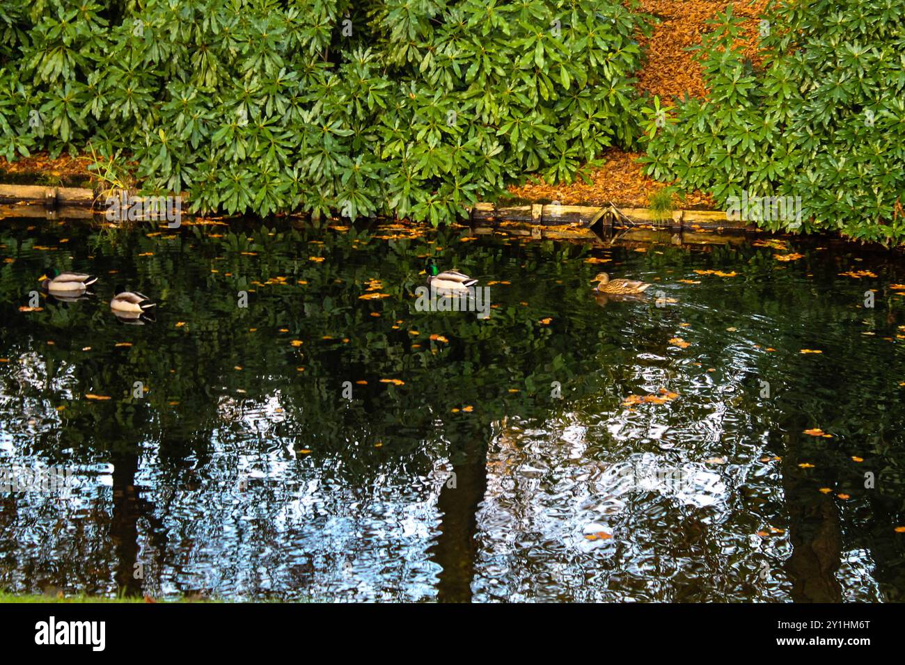 Ducks on lake among fallen hi-res stock photography and images - Alamy