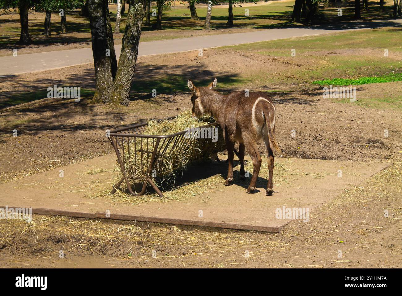 A brown donkey feeding on hay from a metal trough in a park setting ...