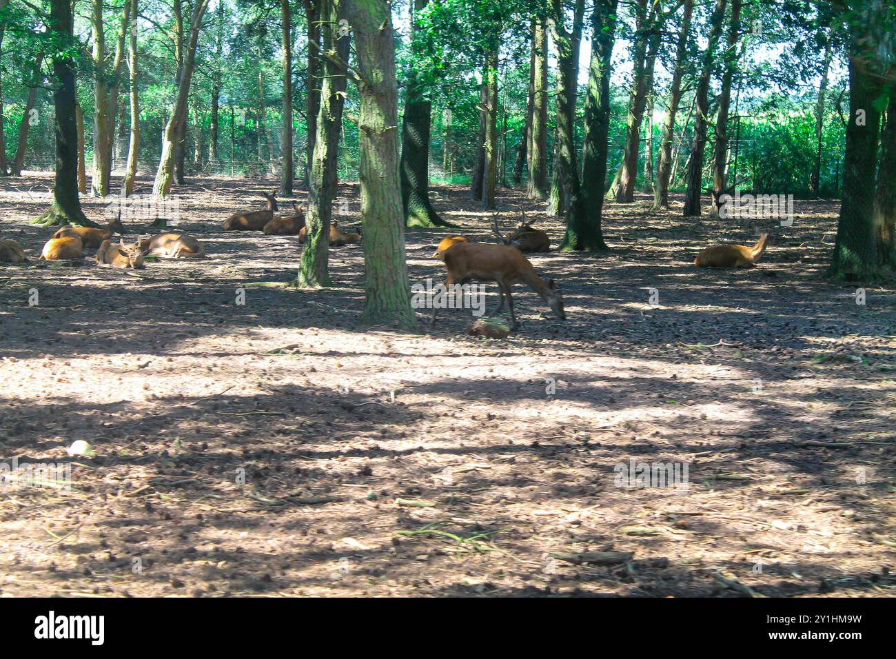 A serene forest scene featuring several deer resting and grazing among ...