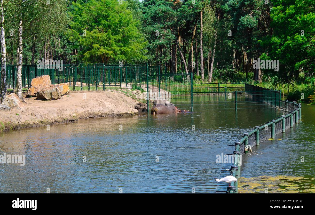 A serene view of a zoo enclosure featuring a large hippo partially ...