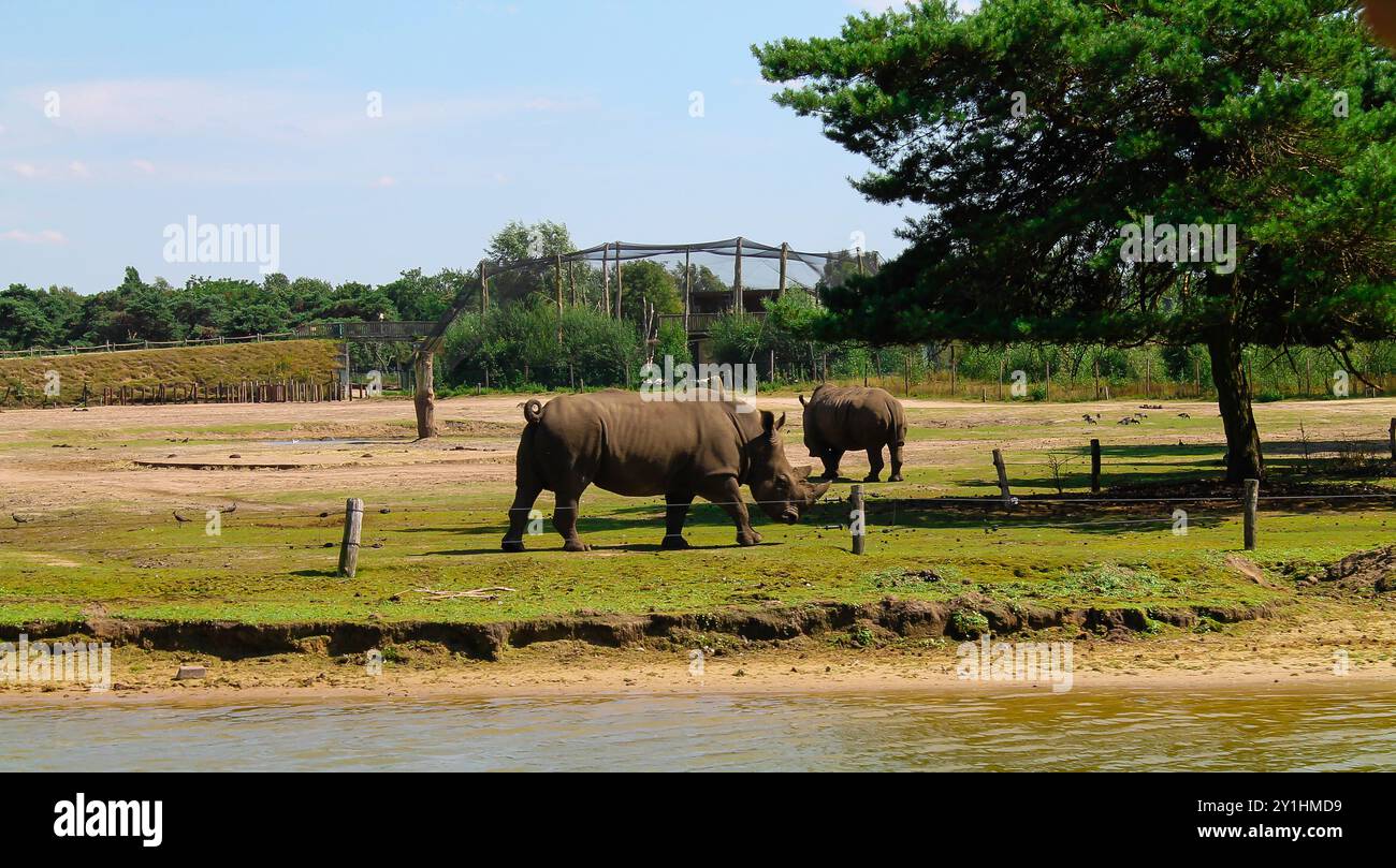 Two rhinoceroses walking in a natural habitat near a water body ...