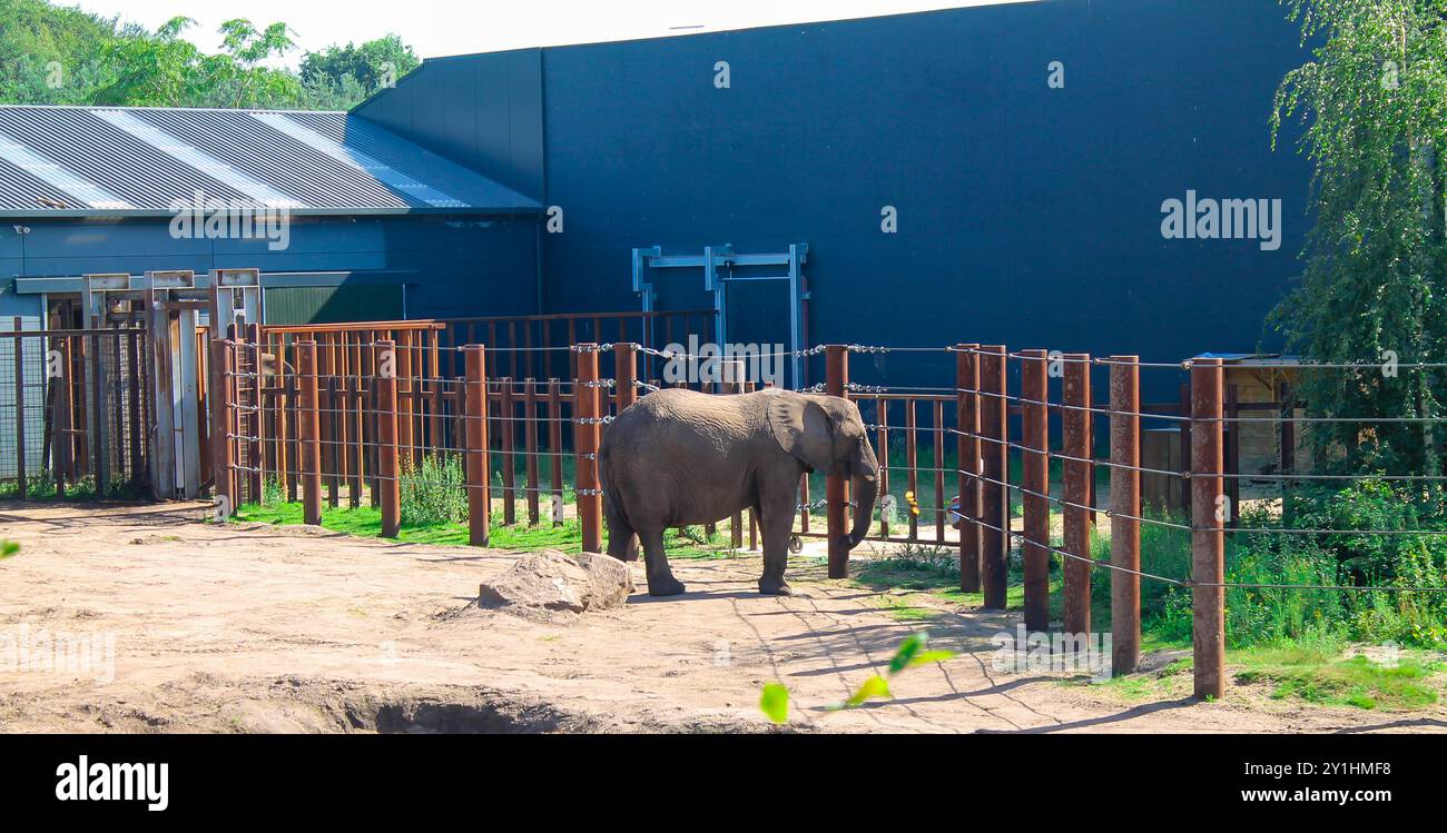 An elephant standing in a zoo enclosure with a modern building in the ...