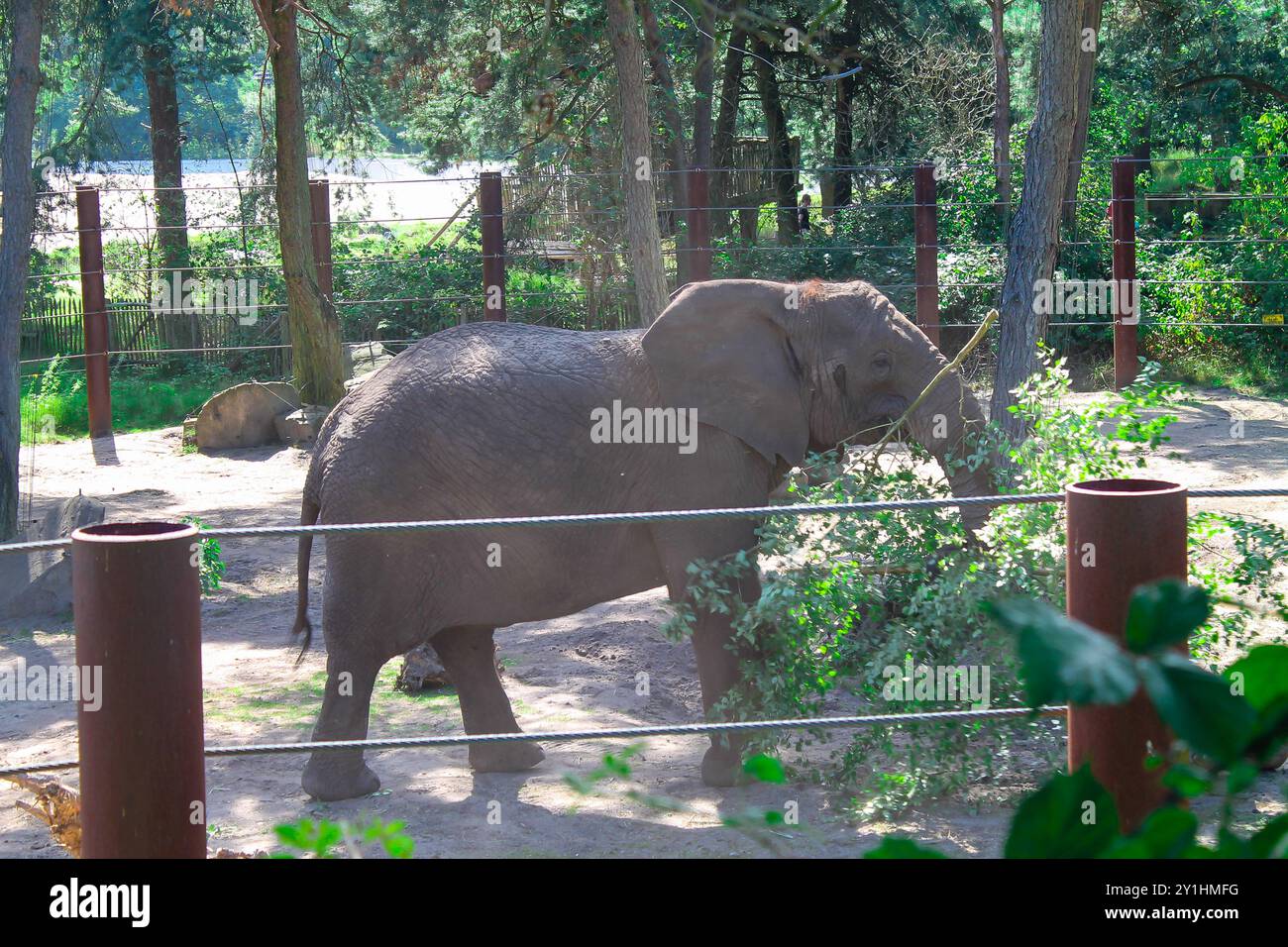 An elephant in a zoo, standing near a fence and eating leaves from a ...
