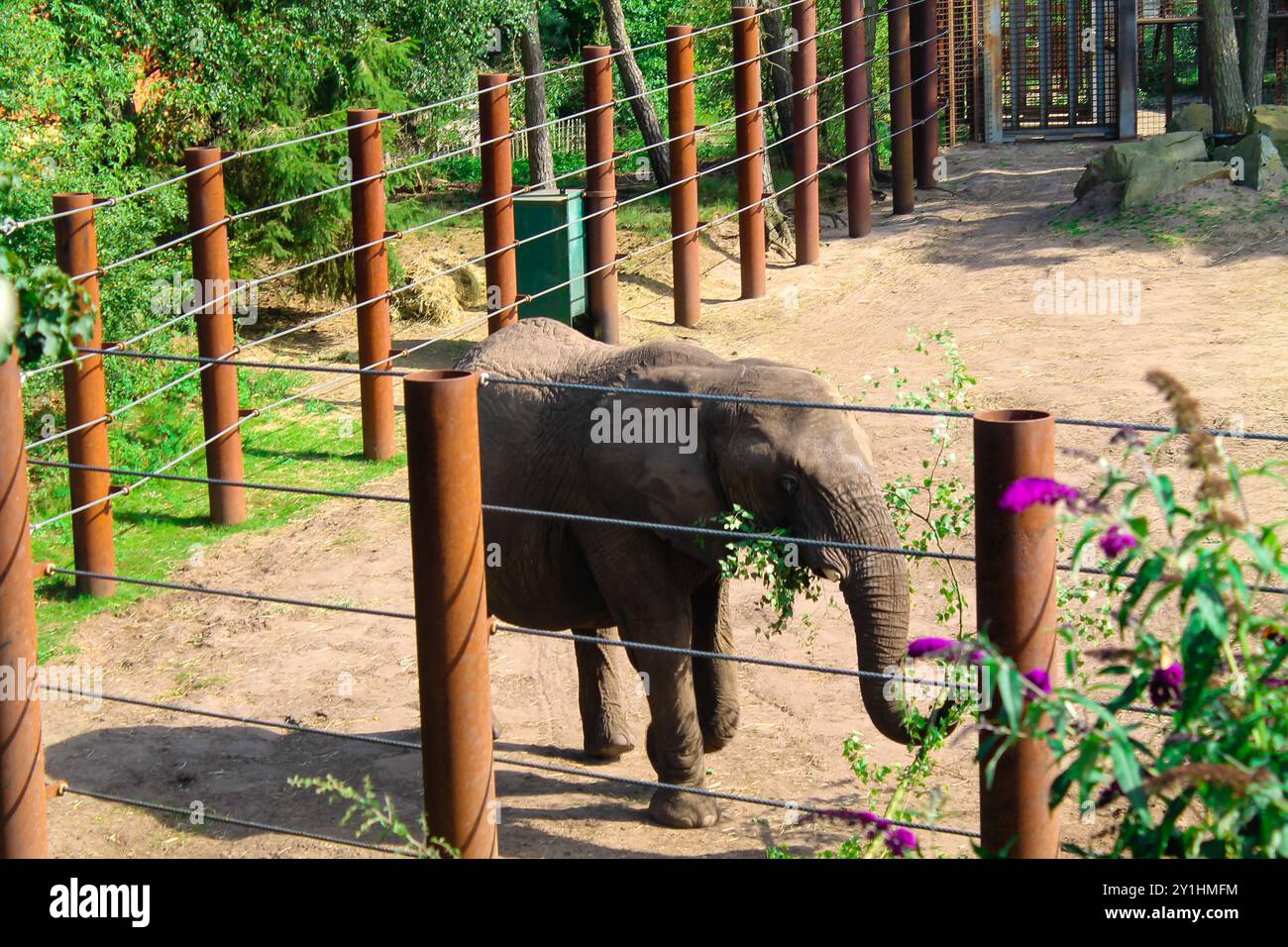 An elephant in a zoo, surrounded by wooden posts and wire fencing. The ...