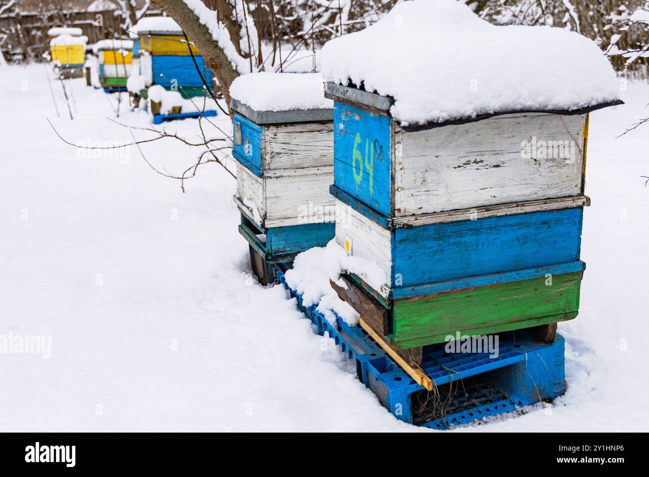 Bees hives are covered in snow, blending with the winter landscape. The ...