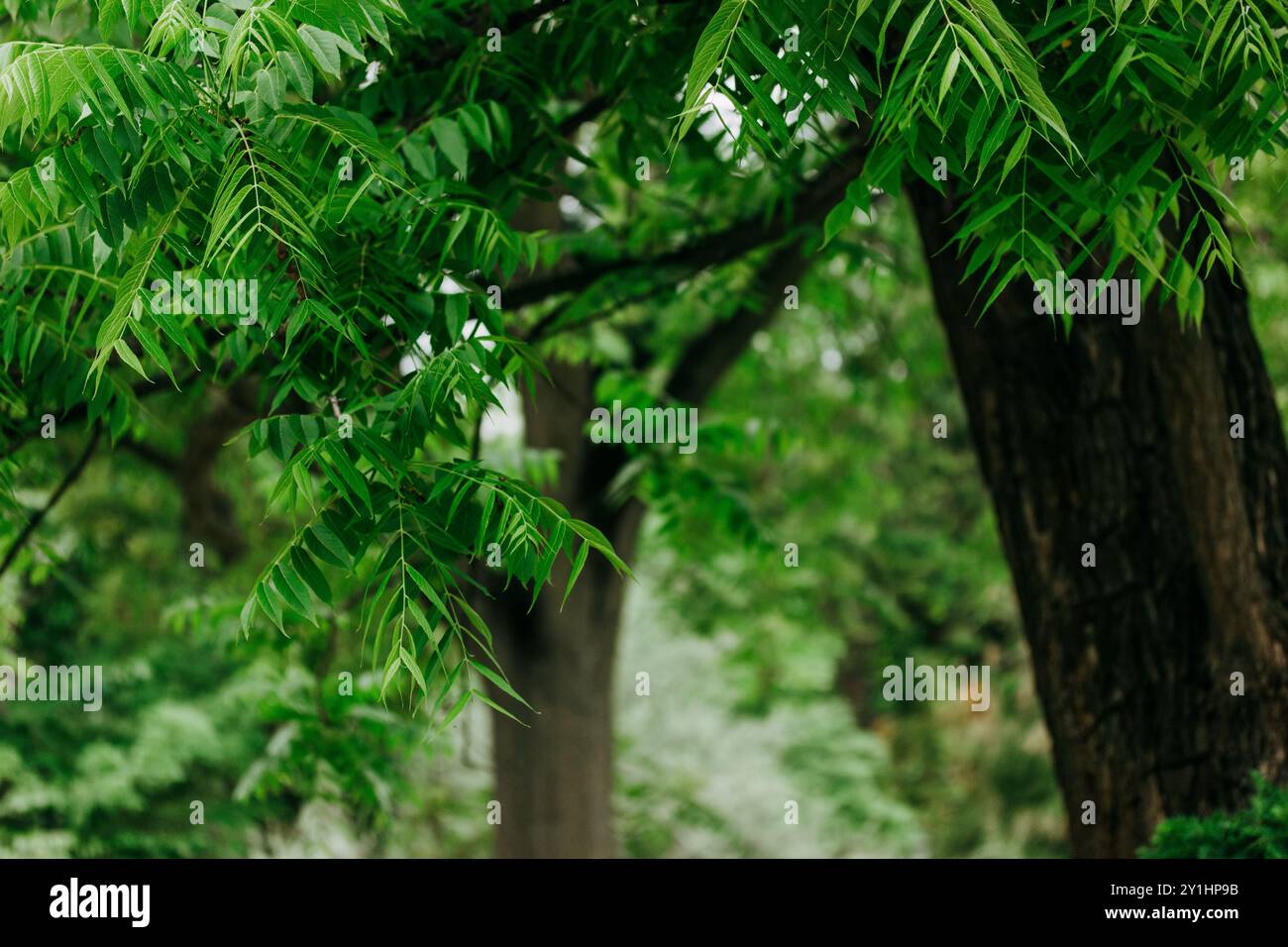 Neem trees hi-res stock photography and images - Alamy