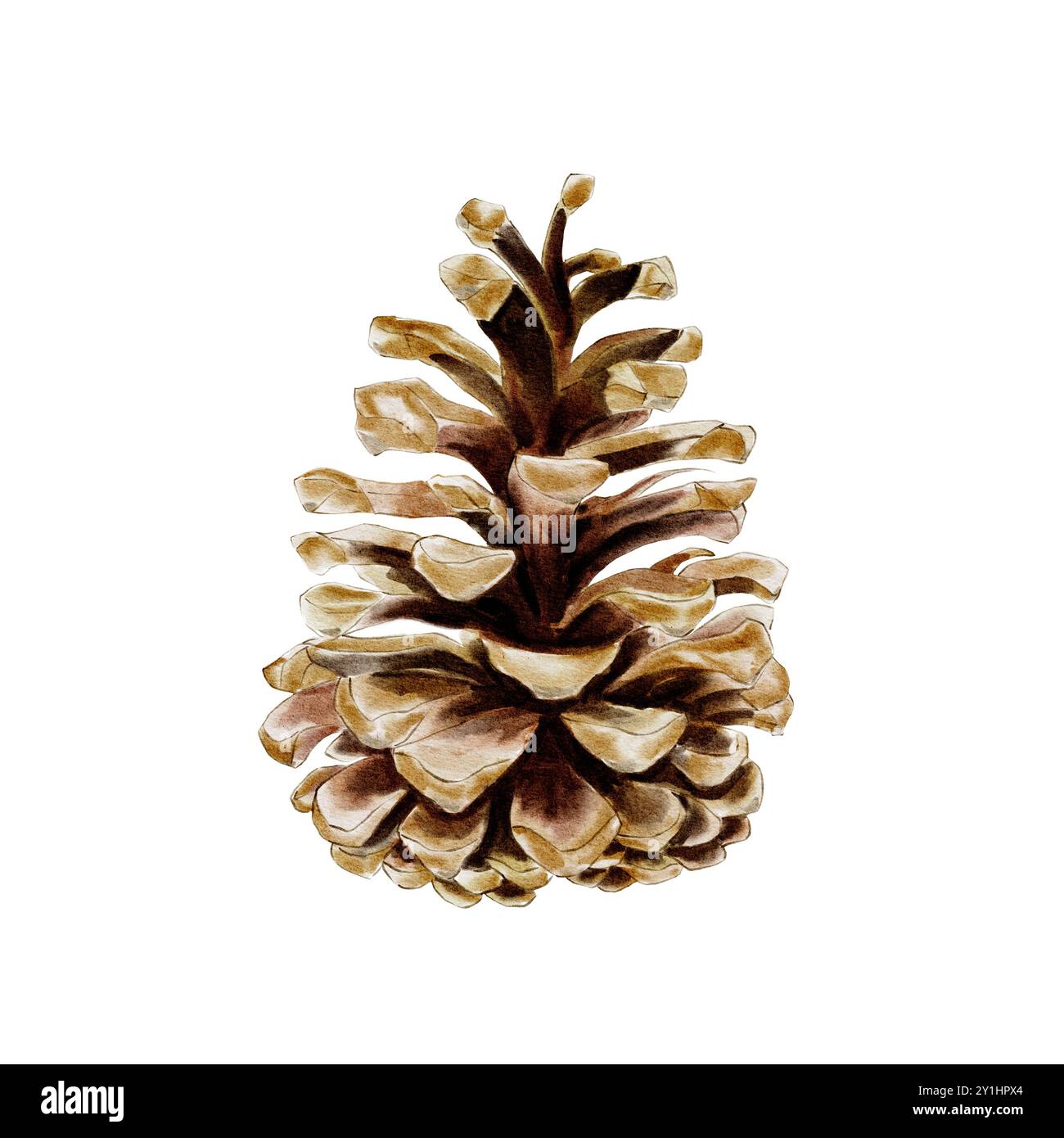 Watercolor pine cone hi-res stock photography and images - Alamy