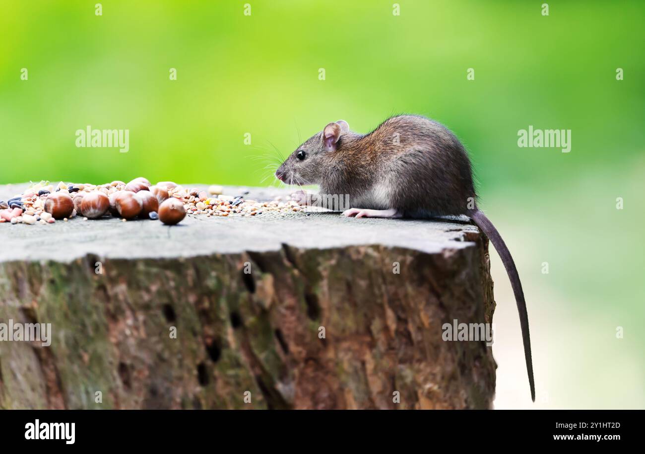 Scattered seeds hi-res stock photography and images - Alamy