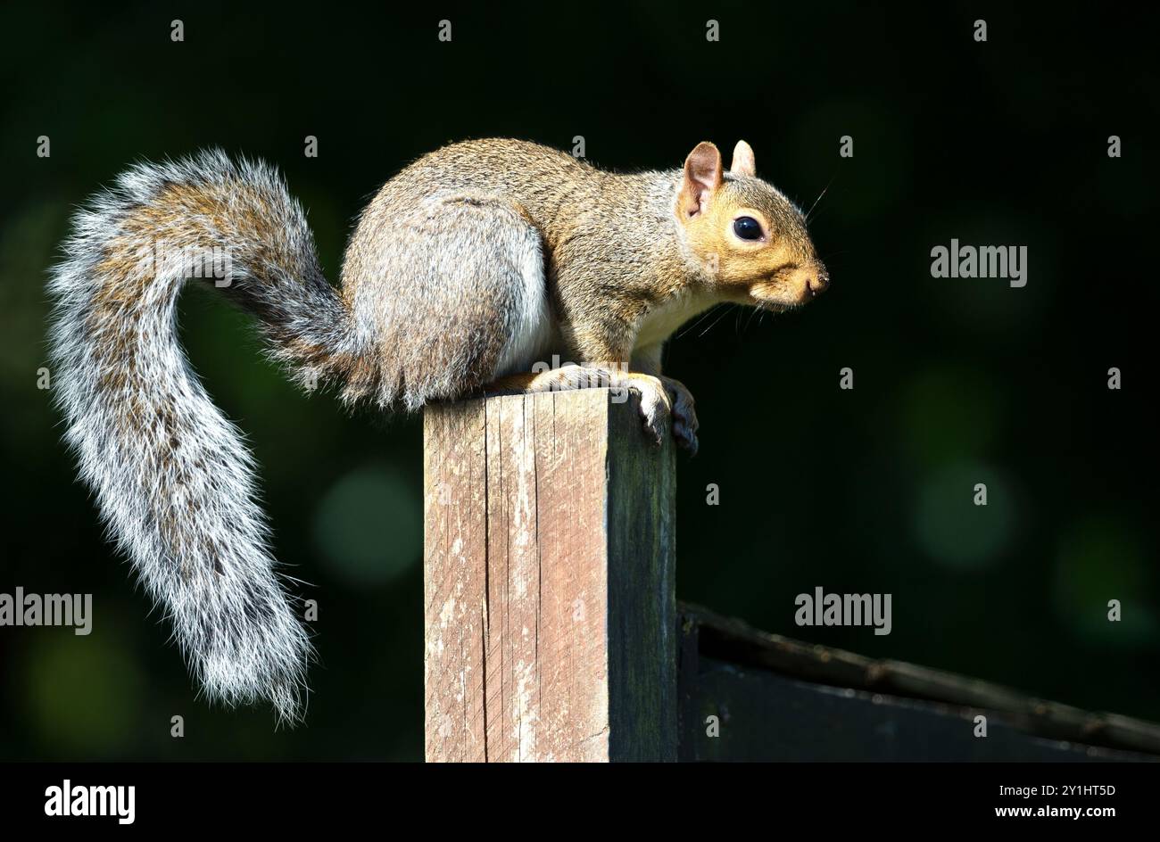 Portrait of a cute grey squirrel standing on a garden fence post, UK ...