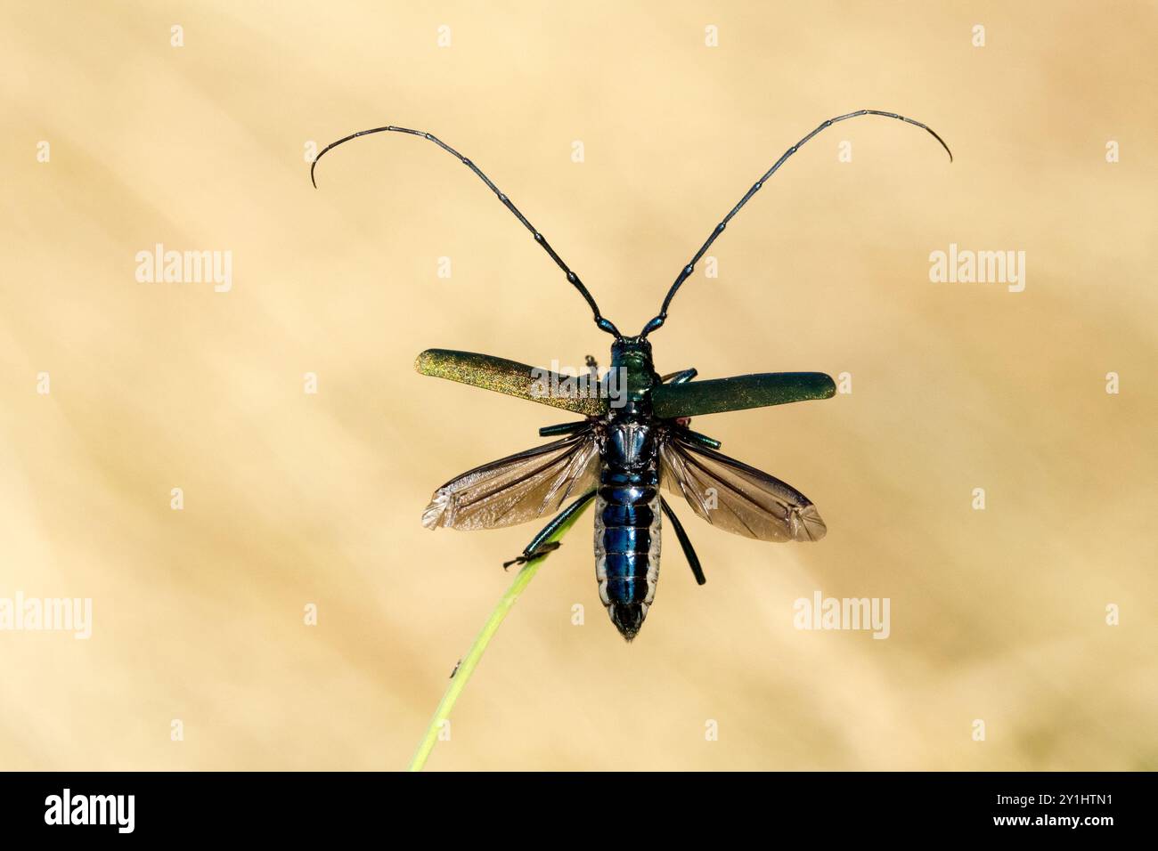 The musk beetle Aromia moschata longhorn beetle take off Flying away ...