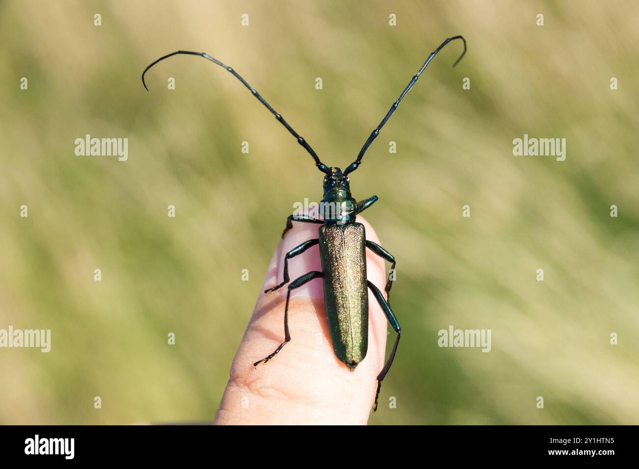 The musk beetle Aromia moschata longhorn beetle Stock Photo - Alamy