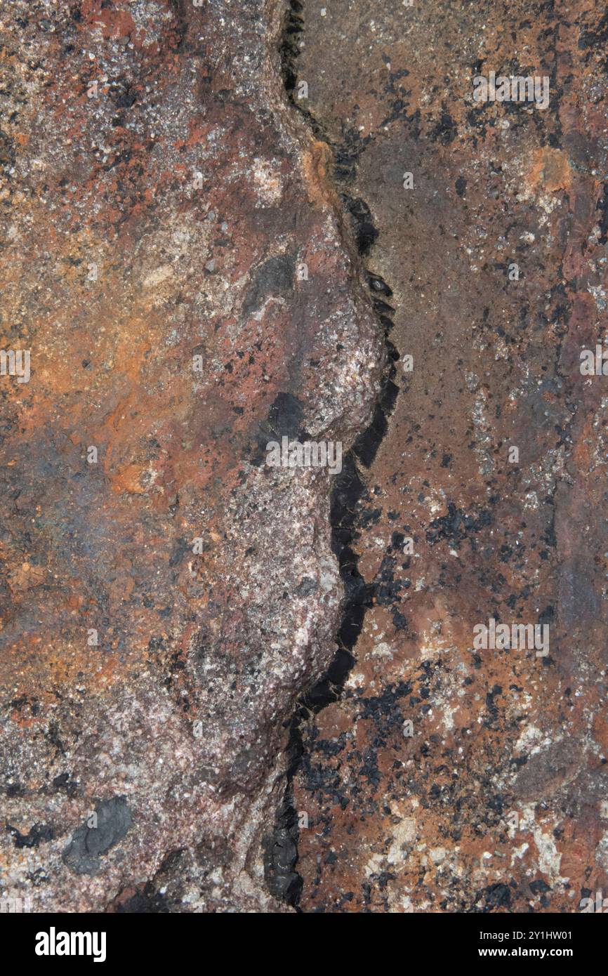 Close up photo of a light gray, dark gray, black and rust colored rock ...