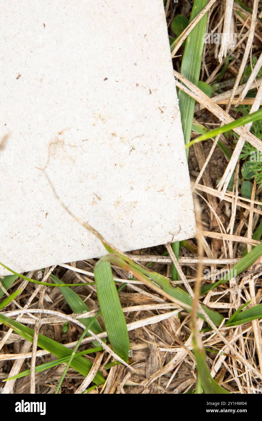 Close up of white paper littering the roadside. Polluting the ...