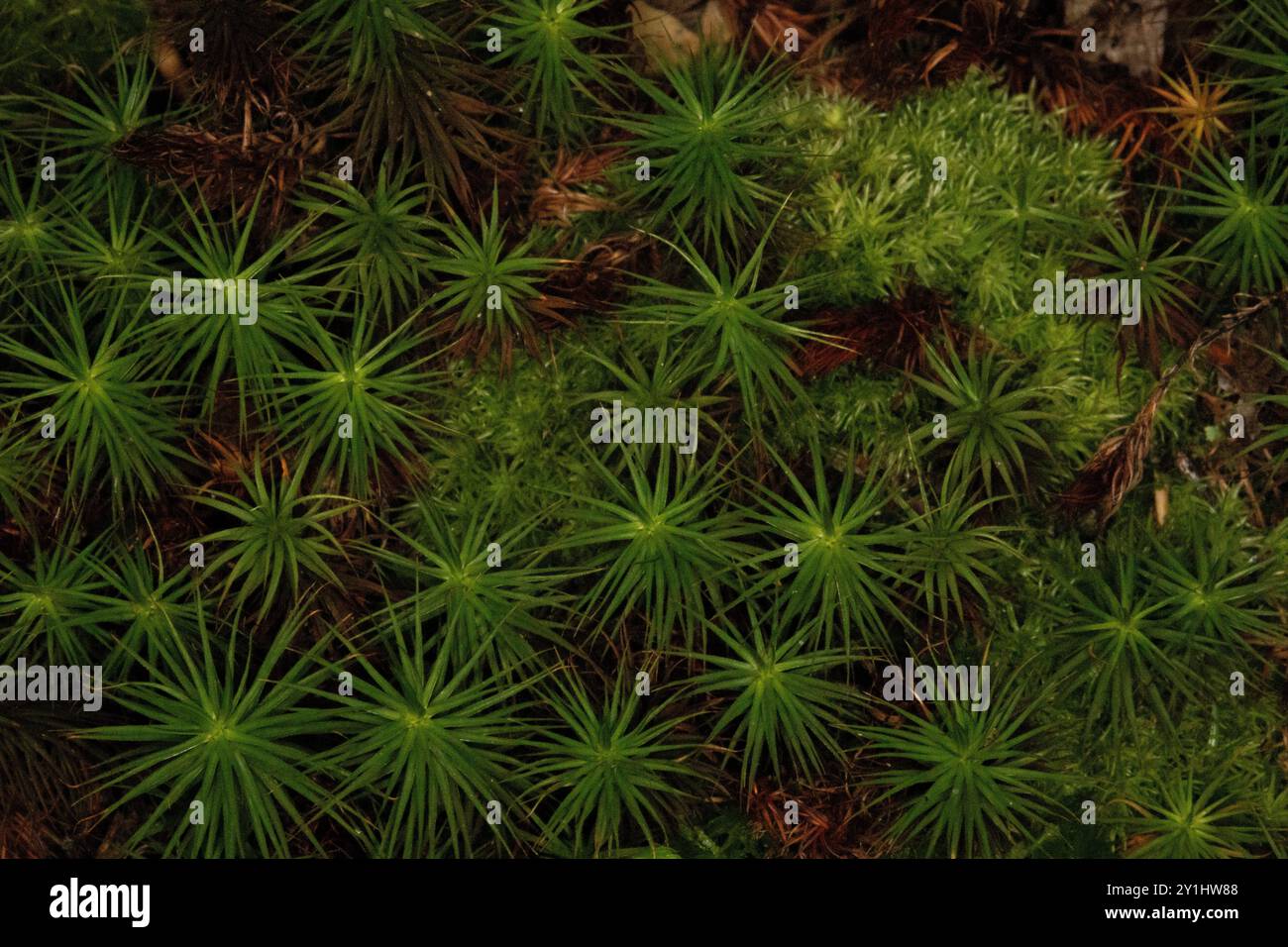 close up photo of lush green star moss, top view Stock Photo - Alamy
