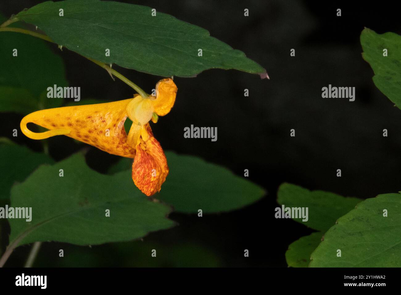 close up of a jewelweed flower, with a dark background. copy space ...