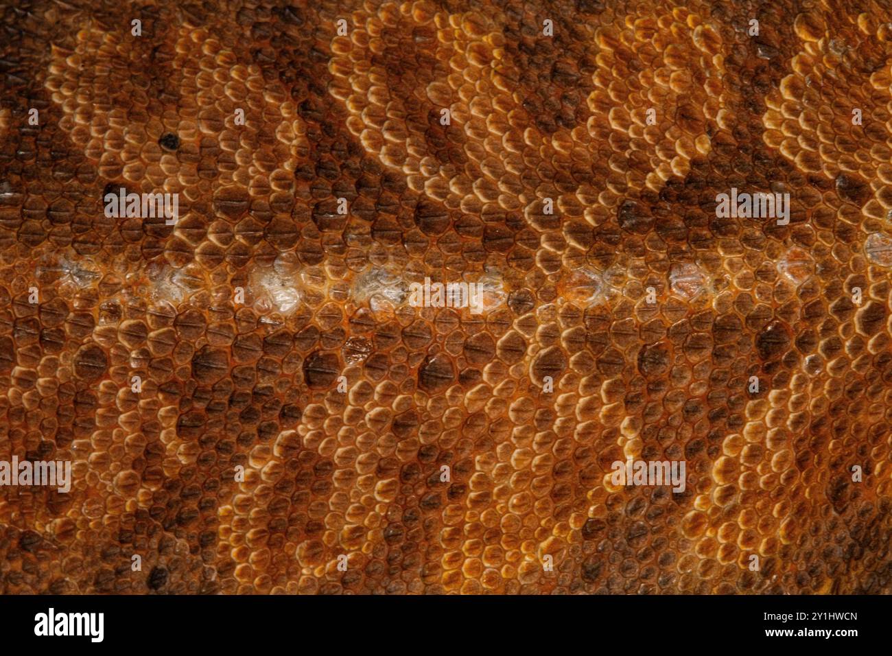 close up photo of the scales of a bearded dragon lizard, top view Stock ...