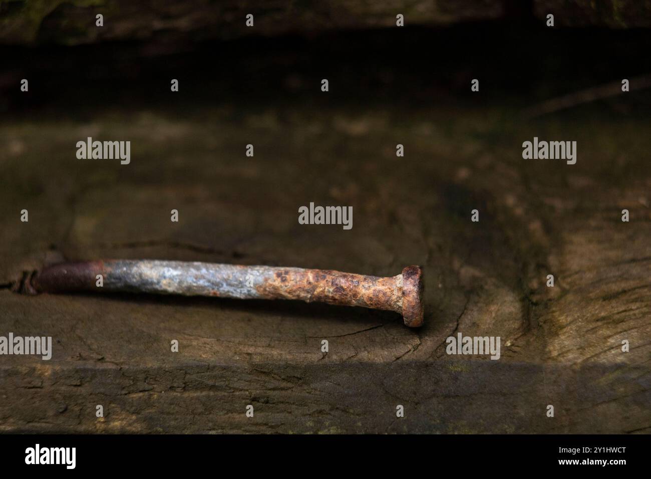 Close up of rusty nail in old damp wood, with copy space. Background ...