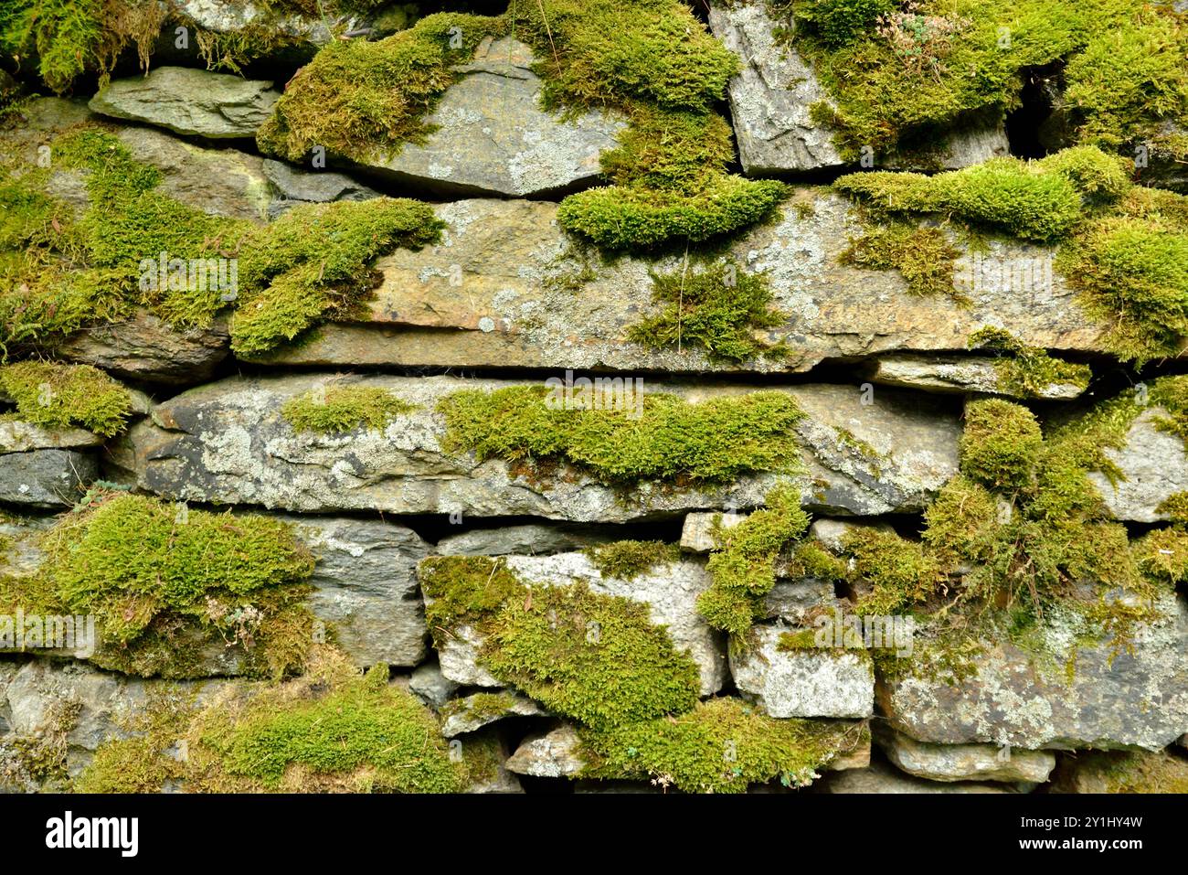 Moss rock texture hi-res stock photography and images - Alamy