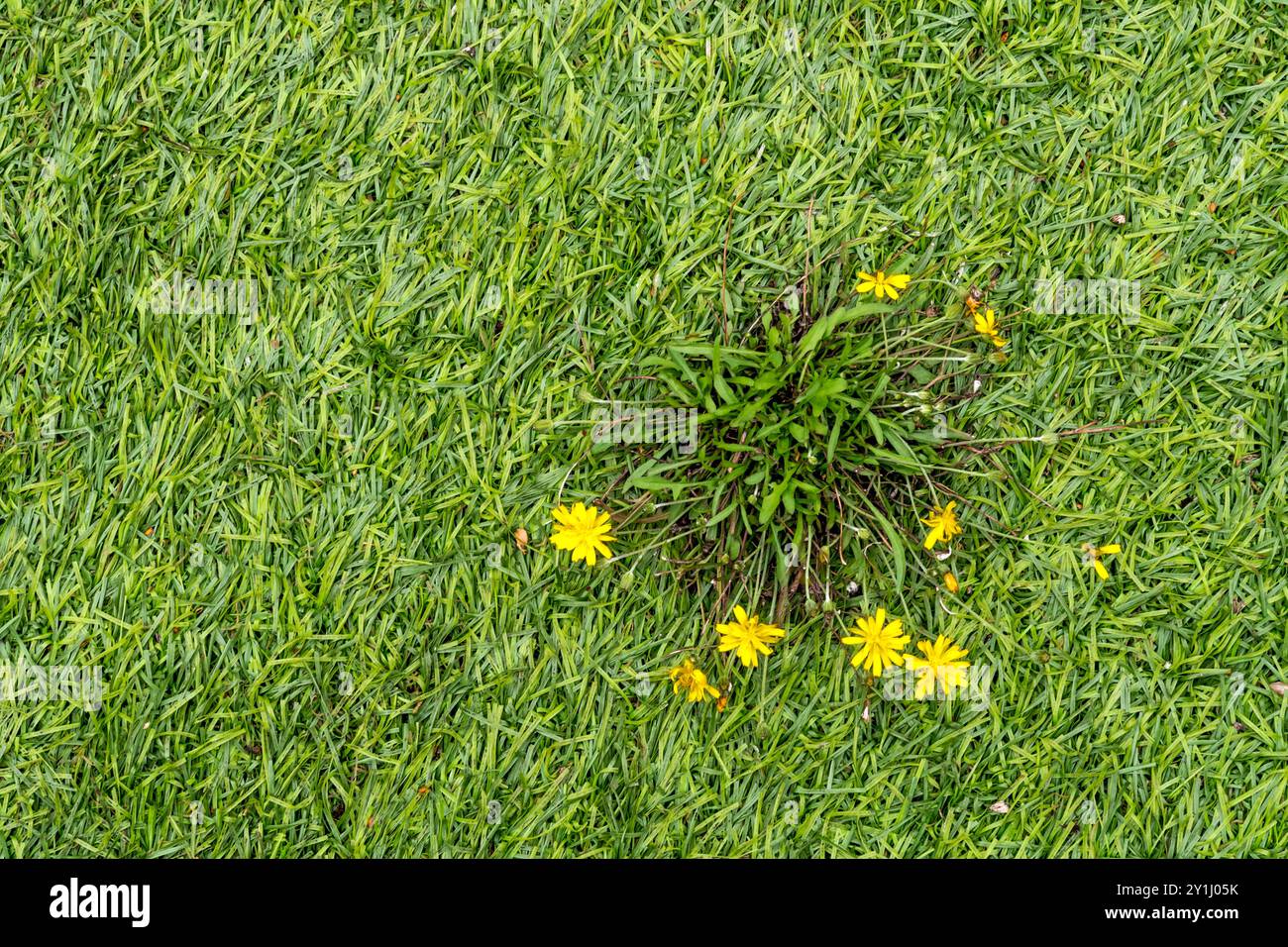 Weed growing in artificial grass or astroturf Stock Photo - Alamy