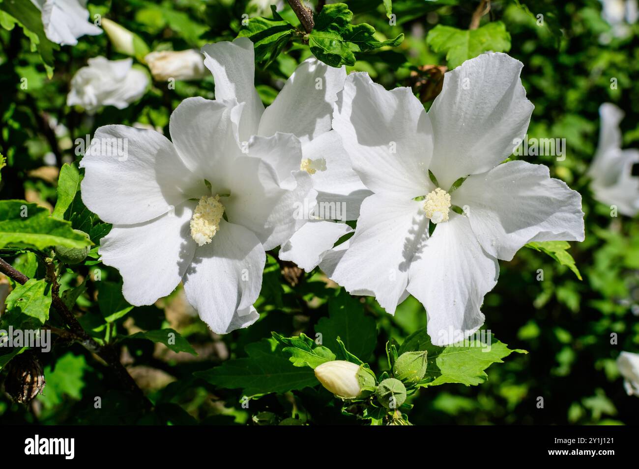 One white flower of hibiscus syriacus plant, commonly known as Korean ...